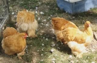 12+ Buff Cochin LF Eggs N P I P Shipping Included | BackYard Chickens - Learn How to Raise Chickens