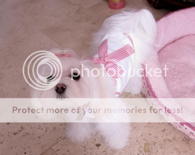 Kelly's New Korean Cut!!! | Maltese Dogs Forum : Spoiled Maltese Forums