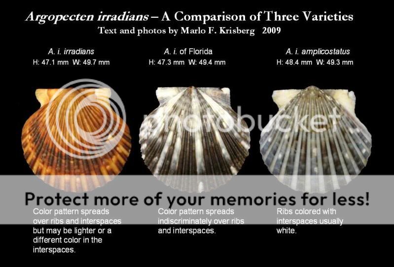Argopecten irradians - Alchetron, The Free Social Encyclopedia