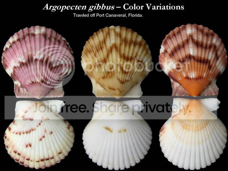 Argopecten gibbus - Alchetron, The Free Social Encyclopedia