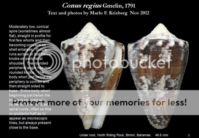Conus regius - Alchetron, The Free Social Encyclopedia