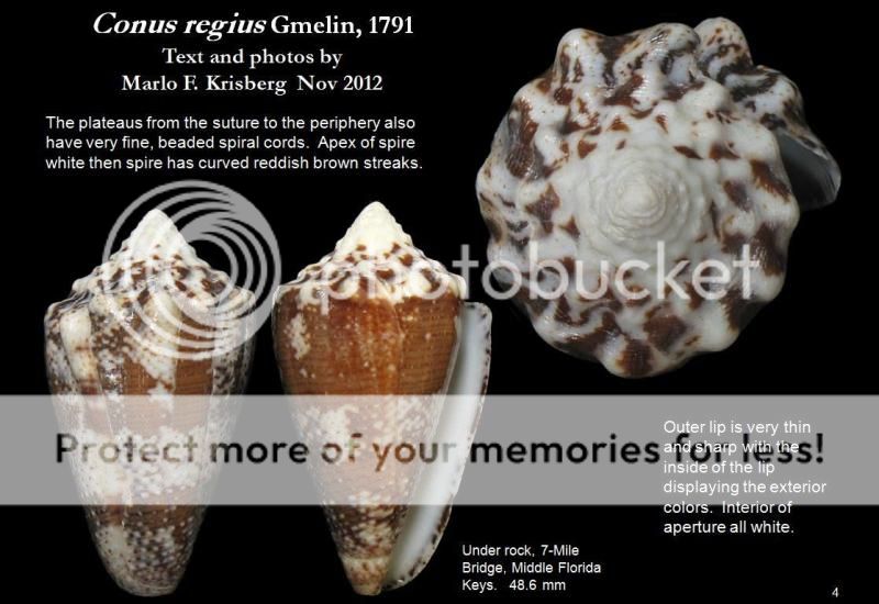 Conus regius - Alchetron, The Free Social Encyclopedia