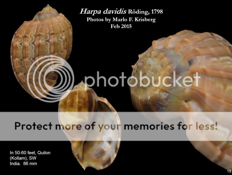 Harpa davidis - Alchetron, The Free Social Encyclopedia