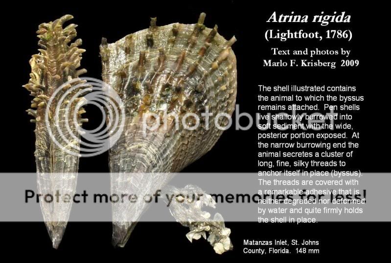 Atrina rigida - Alchetron, The Free Social Encyclopedia