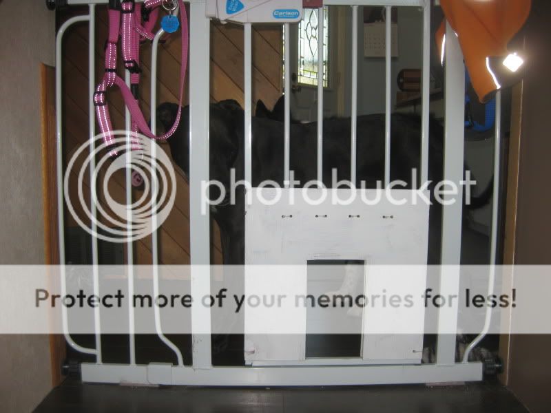 Any Pet Gate Suggestions? | Rabbits Online Pet Rabbit & Bunny Forum