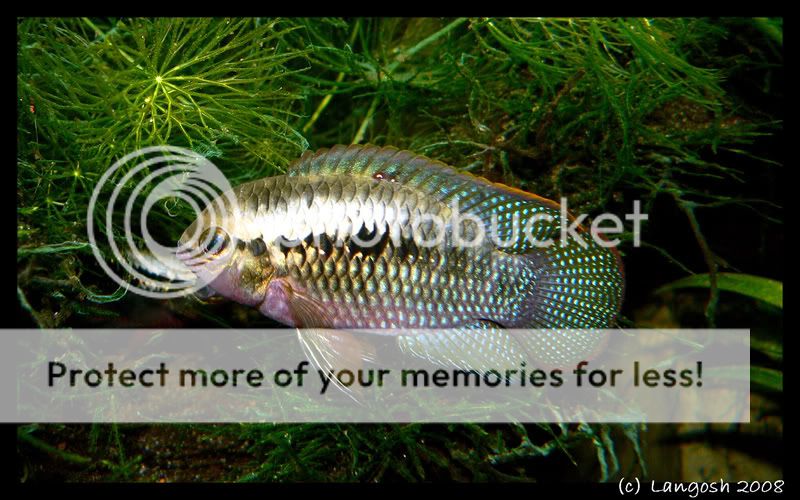 Why are Curvicep dwarf cichlids not amazingly popular ?? | Page 2 ...