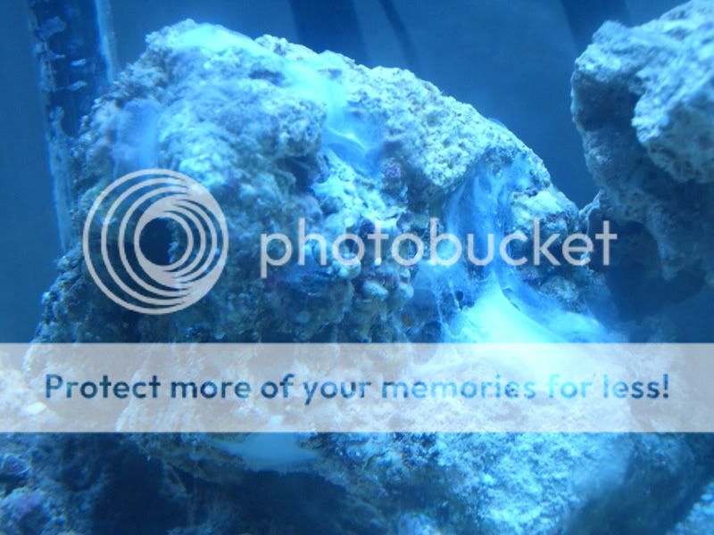 What Are These Cobweb Looking Things? | Fish Forum